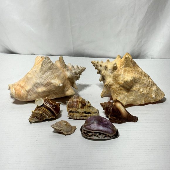Art | Collection Of 7 Natural Ocean Conch Sea Shells The Coastal Charms ...